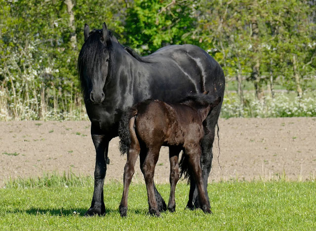 Distichiasis del cavallo Frisone - CombiBreed Italy